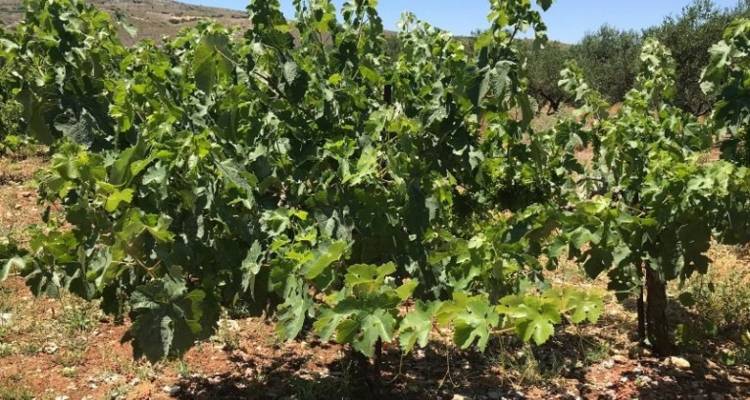 Ερώτηση Κομνηνάκα για την άμεση και ολική αποζημίωση των ...